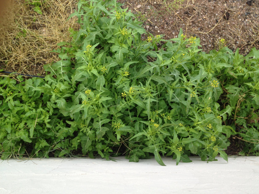 Urban Foraging for London Rocket – Desert Tortoise Botanicals