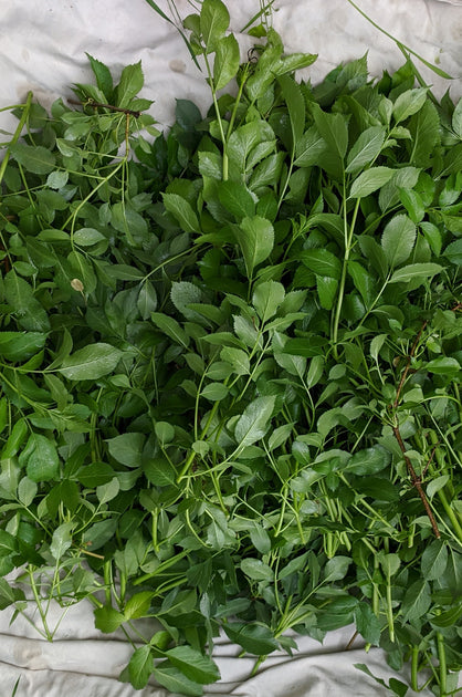 Buhner Recommendations – Tagged "Buhner Protocol"– Desert Tortoise ...