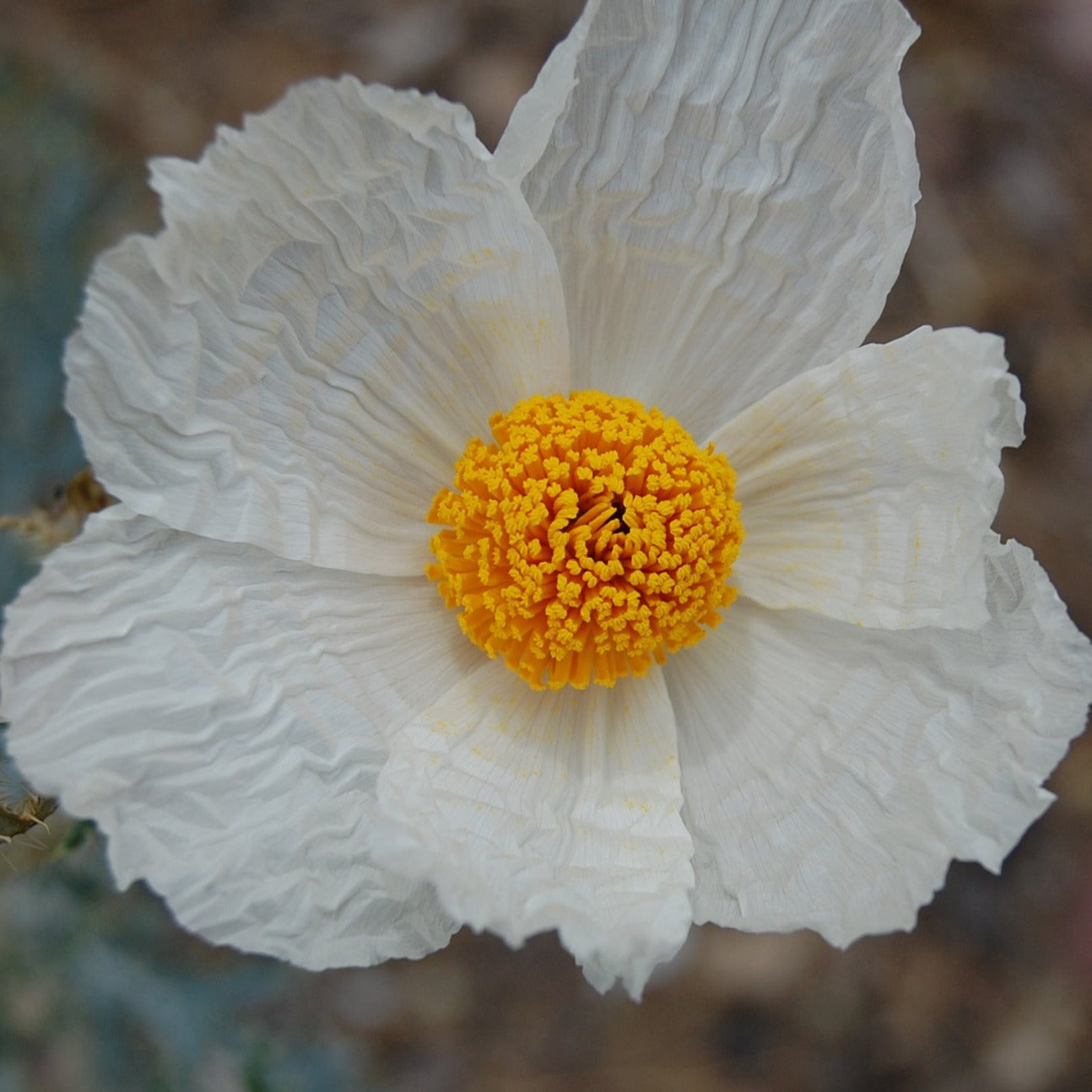 Prickly Poppy Tincture – Desert Tortoise Botanicals