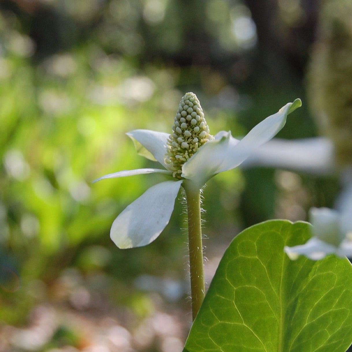 Yerba Mansa Tincture – Desert Tortoise Botanicals