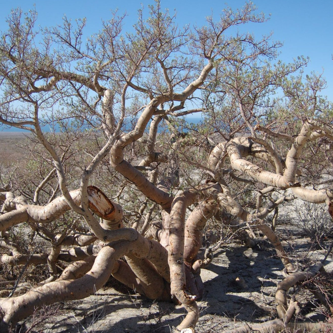 elephant tree desert